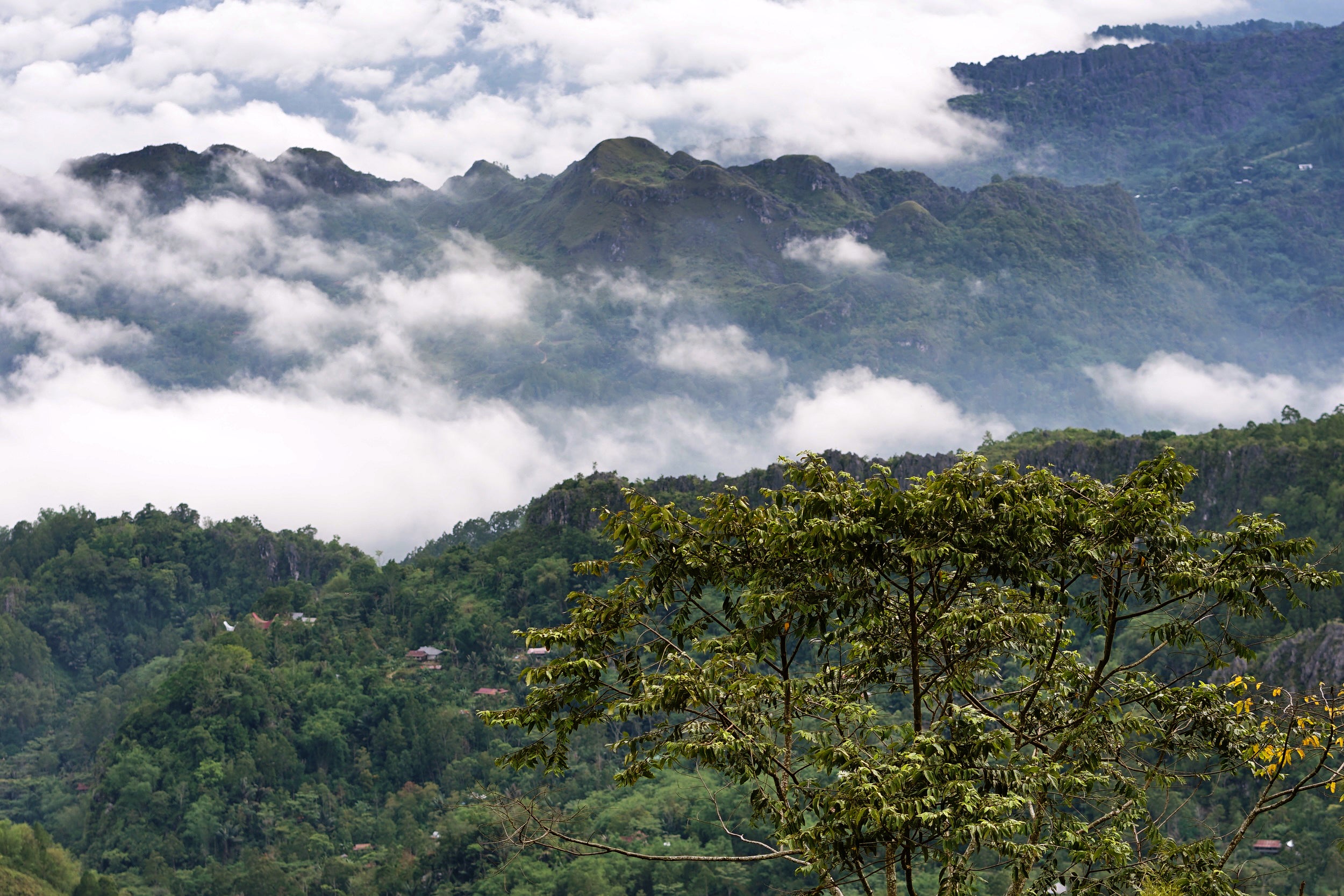 Treacherous Mountain Territory – Toraja Mountain Coffee
